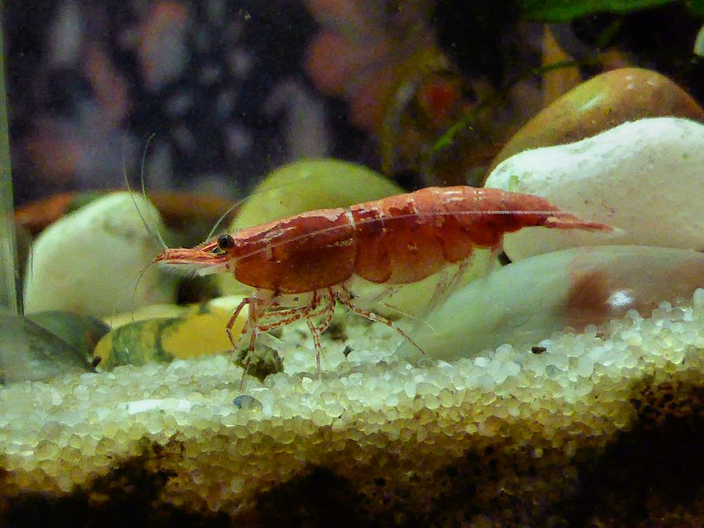 Crevette red-cherry s'alimentant
