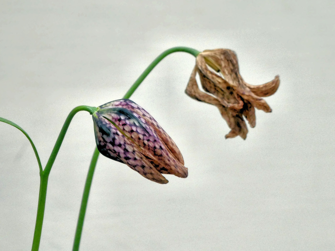 Les fleurs fanées sont belles aussi